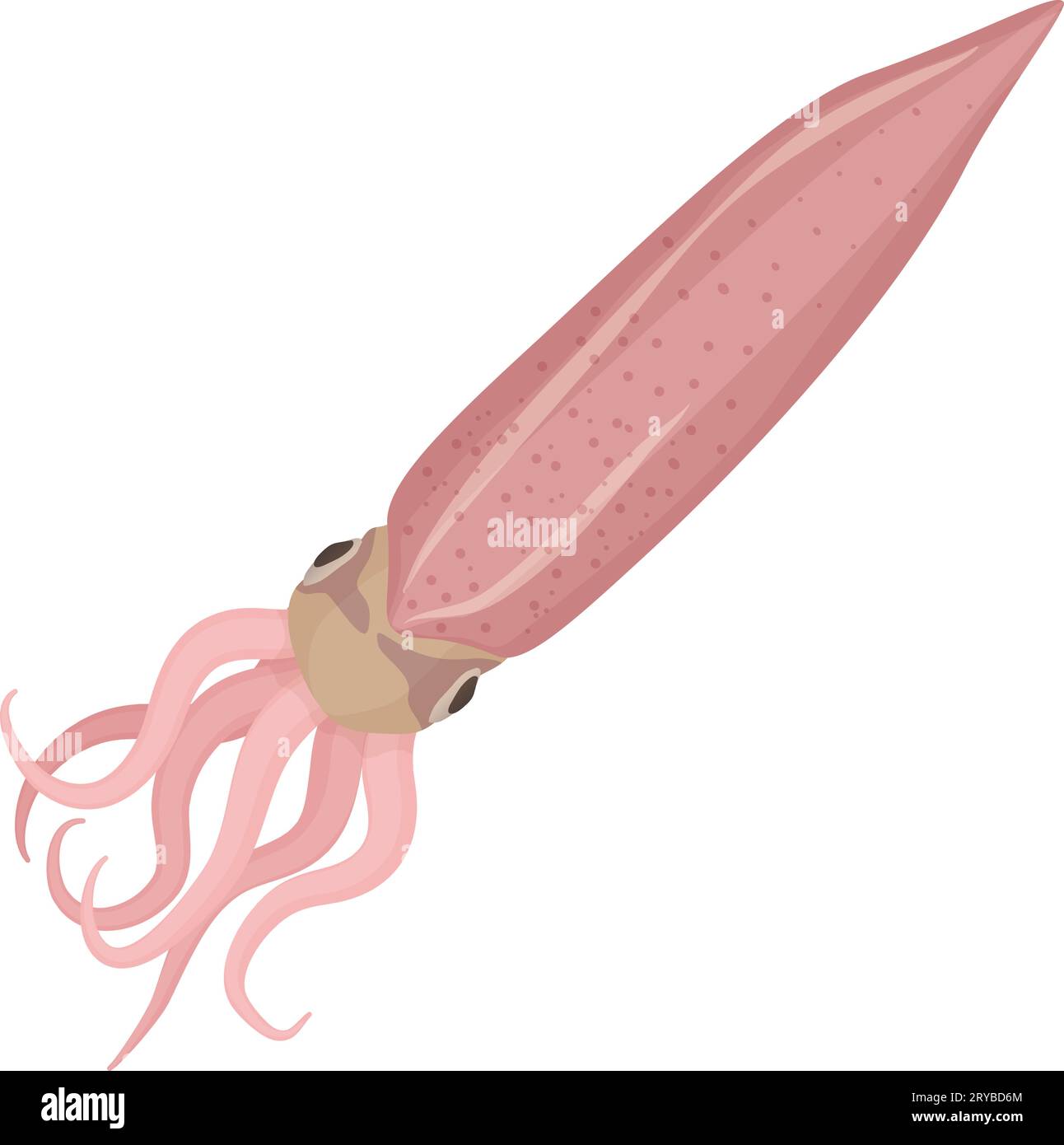 Fresh seafood squid. Marine life, healthy seafood, sea cuisine cartoon ...