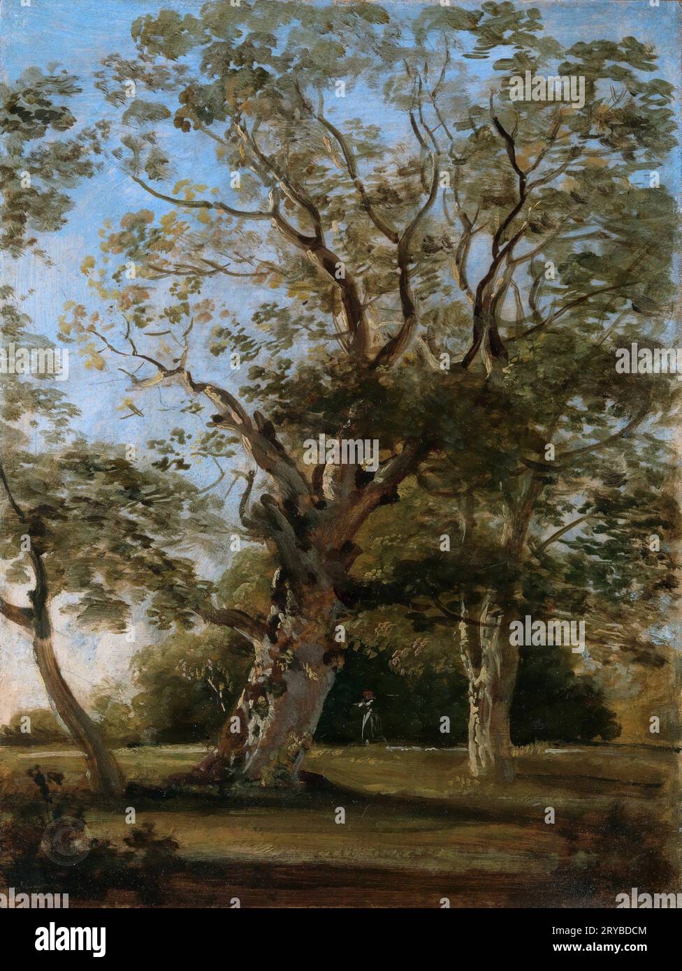 Johann Georg von Dillis - Beech Trees in the English Garden, Munich ...