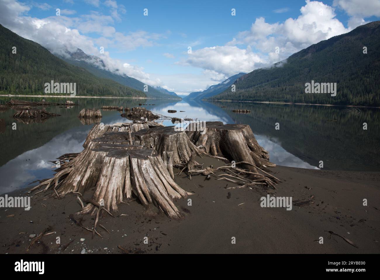 Tree stumps are covering the shores of Buttle Lake in Strathcona ...