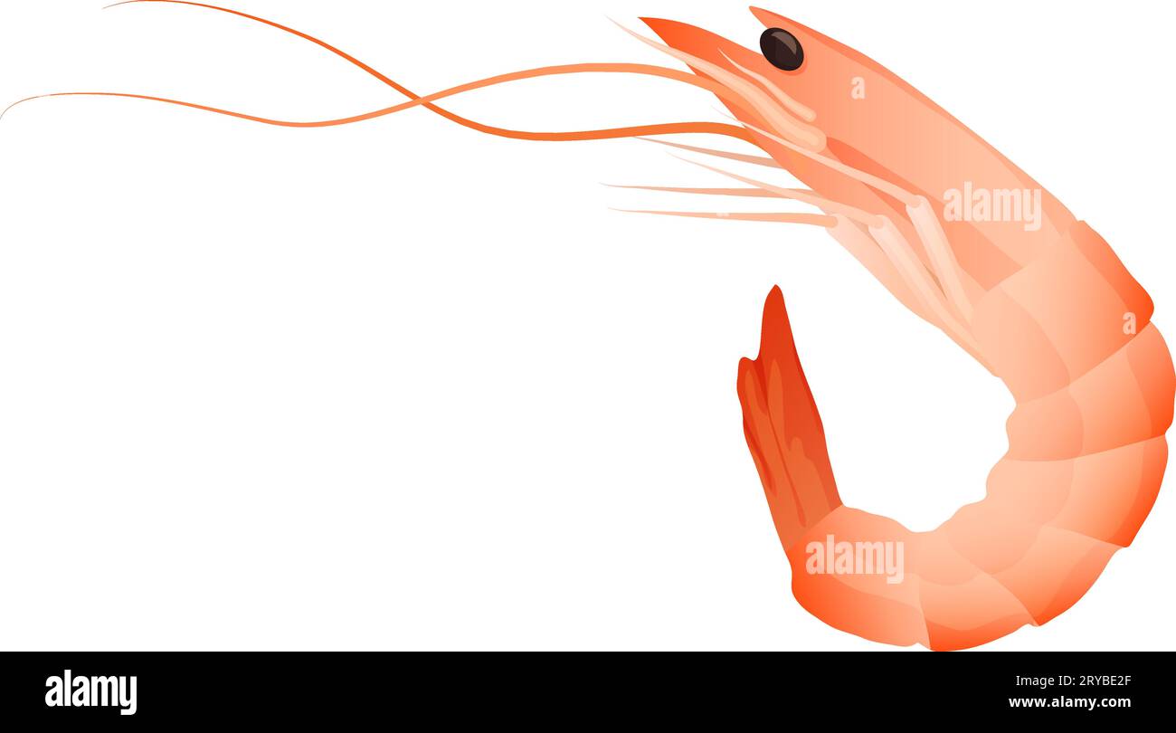 Marine seafood prawn. Fresh marine shrimp, underwater life cartoon ...