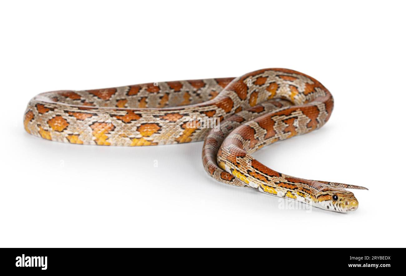 Full body shot of rat snake aka Pantherophis guttatus. Isolated on a ...