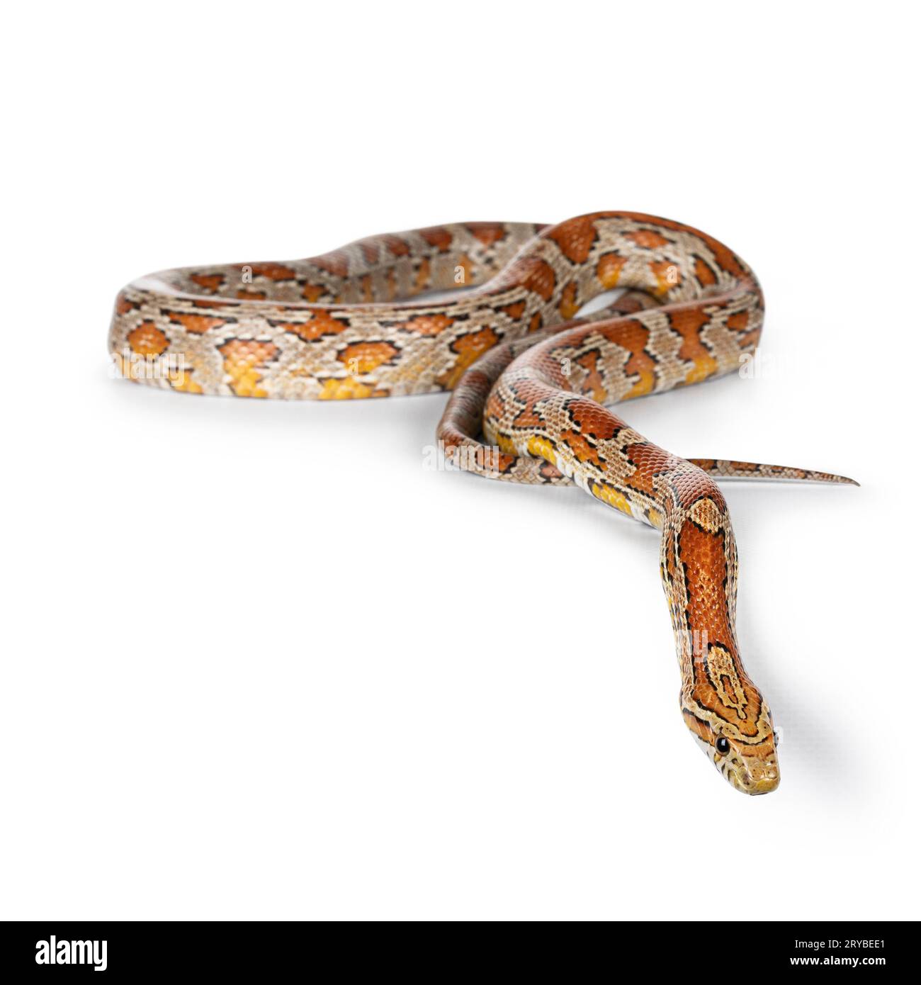 Full body shot of rat snake aka Pantherophis guttatus. Isolated on a ...