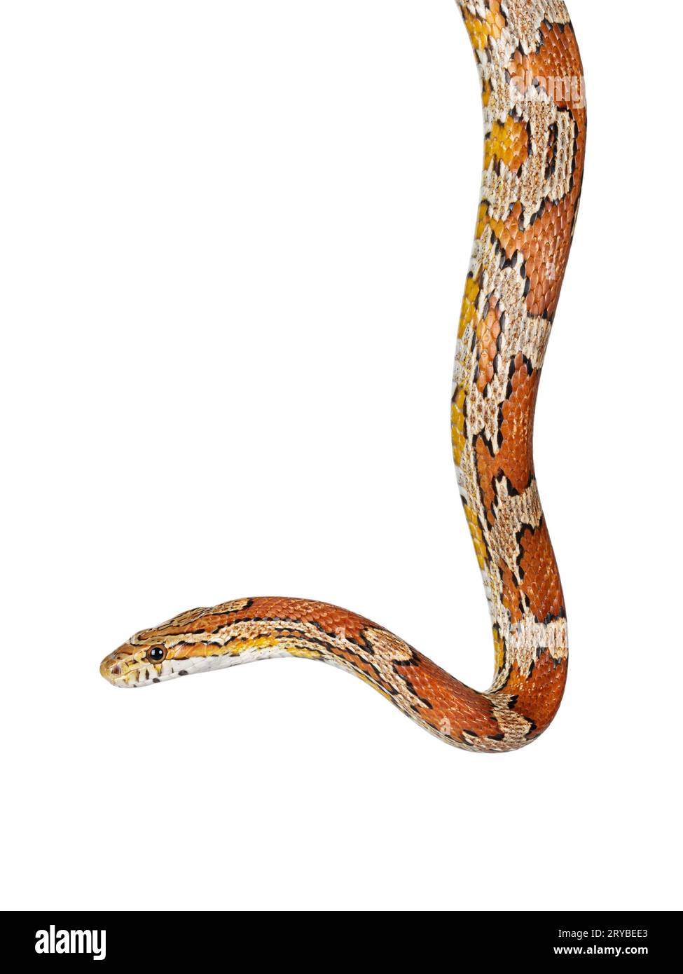 Head shot of rat snake aka Pantherophis guttatus. Isolated on a white ...