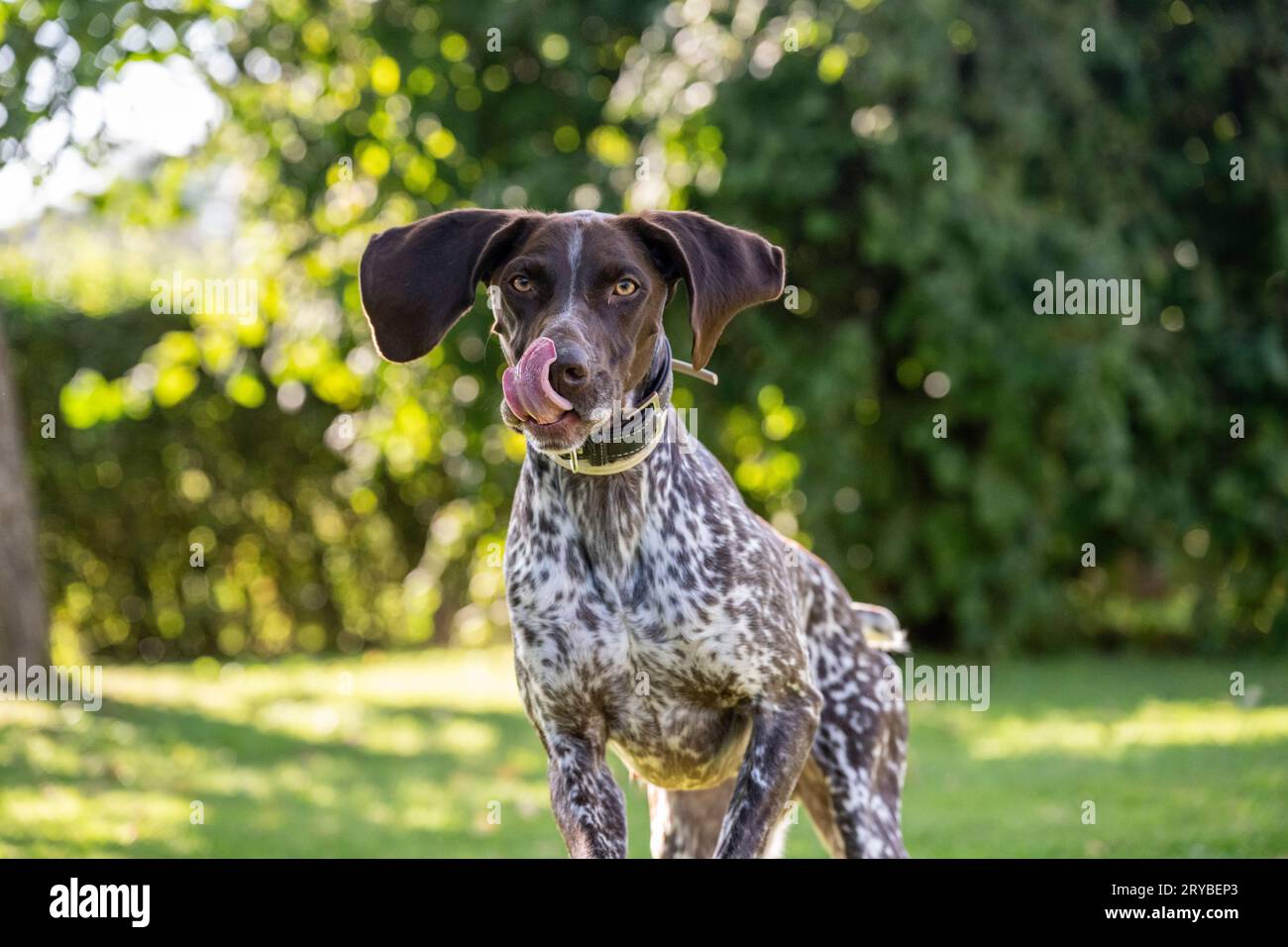 Happy german shorthaired pointer hi-res stock photography and images ...