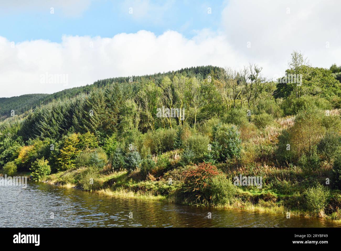 The east side of Pentwyn Reservoir covered in trees and coming right ...