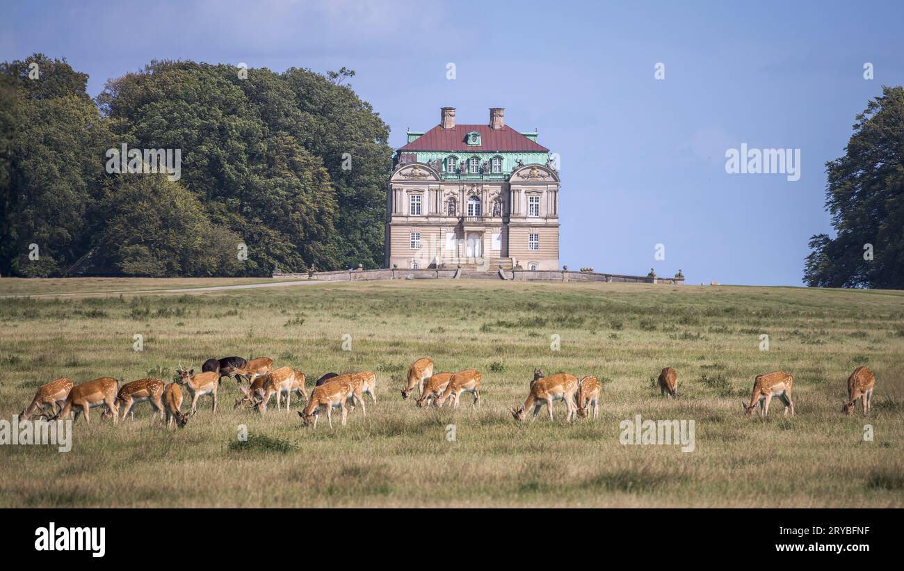 Deer in front of Klampenborg, Hermitage Hunting Lodge in Dyrehaven, Denmark Stock Photo - Alamy