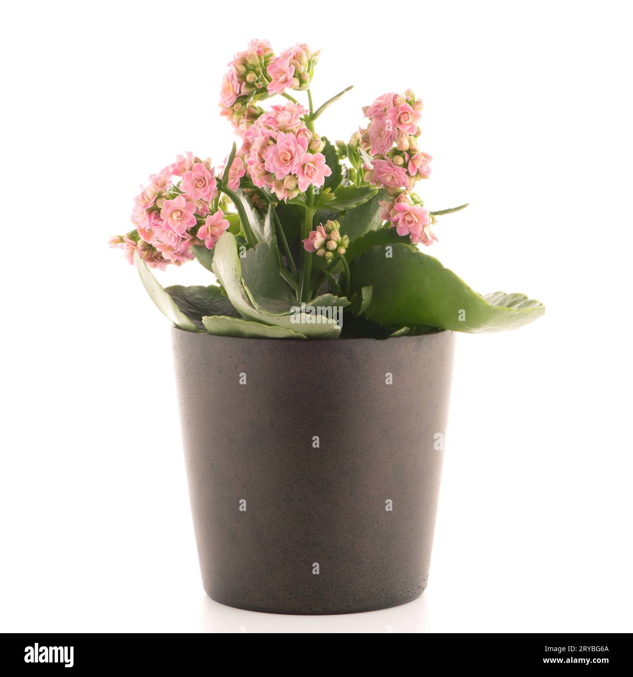 Kalanchoe Calandiva flowers Stock Photo - Alamy