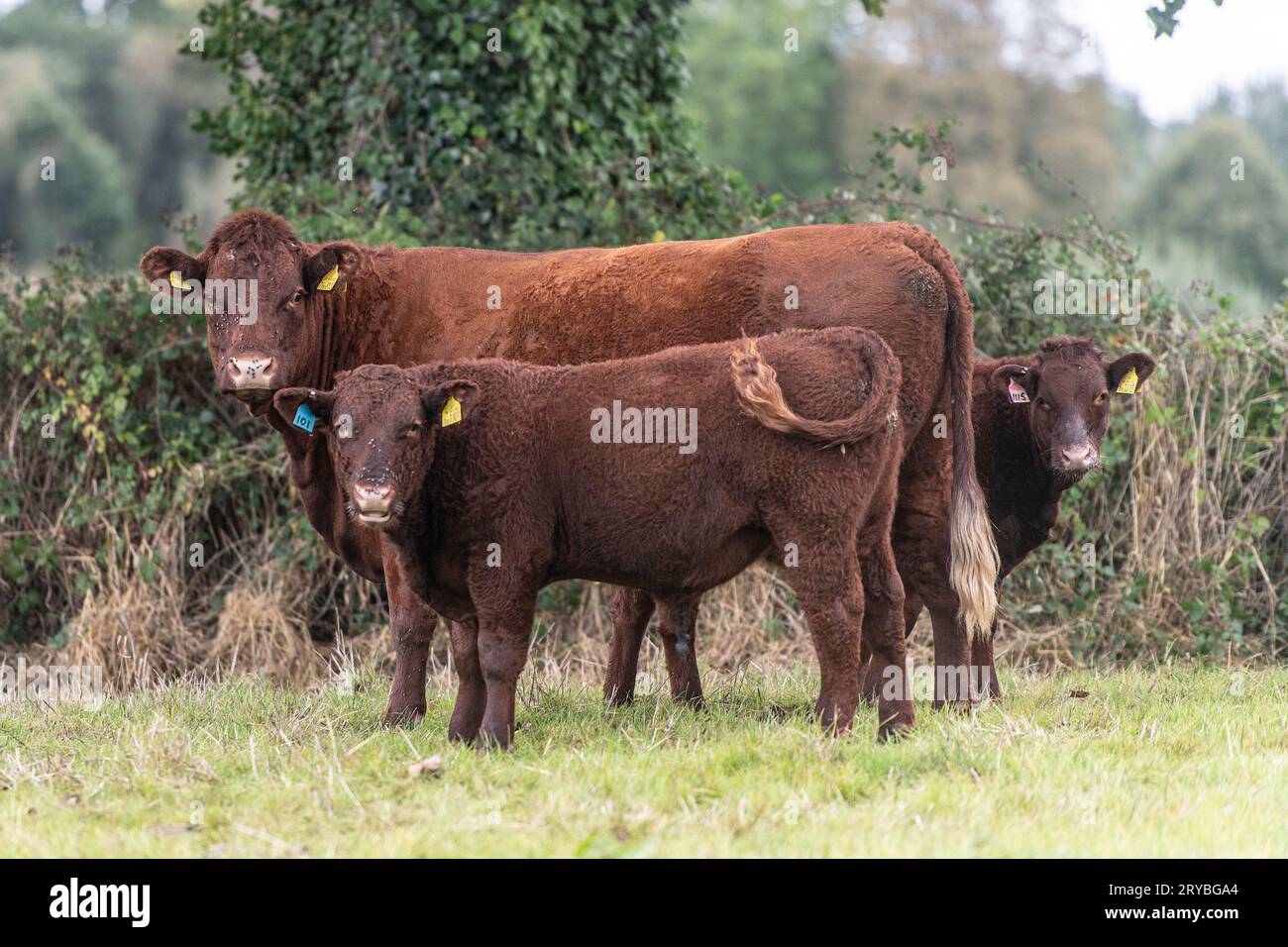 North Devon cow and calves Stock Photo - Alamy