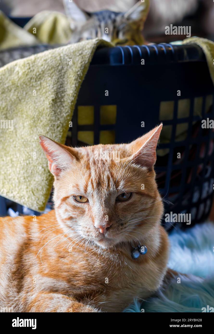 2 cats help with the washing Stock Photo - Alamy