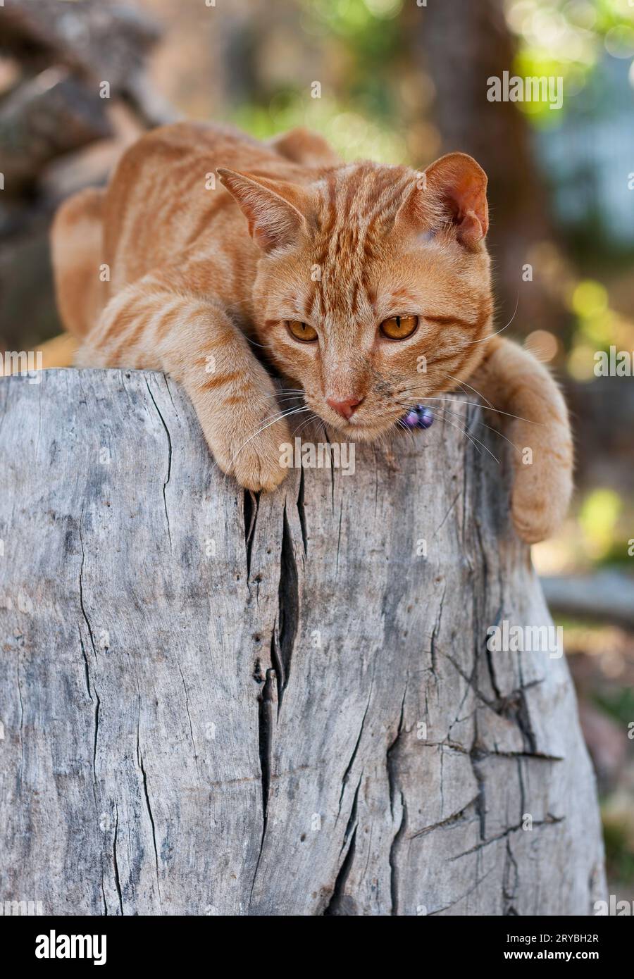 A ginger cat sits on a tree stump Stock Photo - Alamy