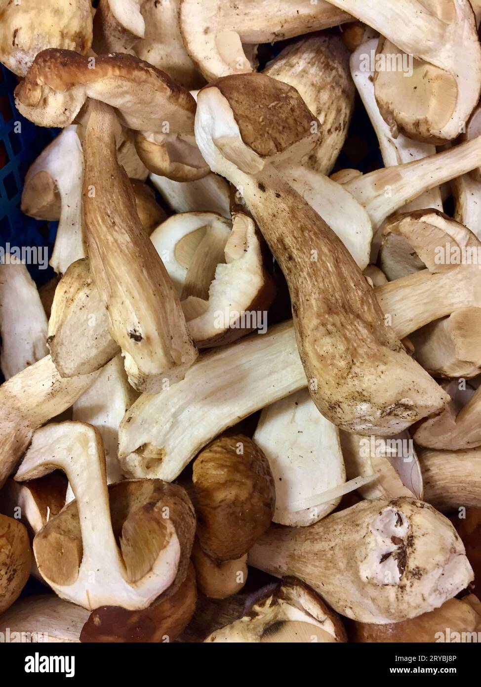 Heap with sliced fresh edible cep mushrooms ready for frying or to sell ...