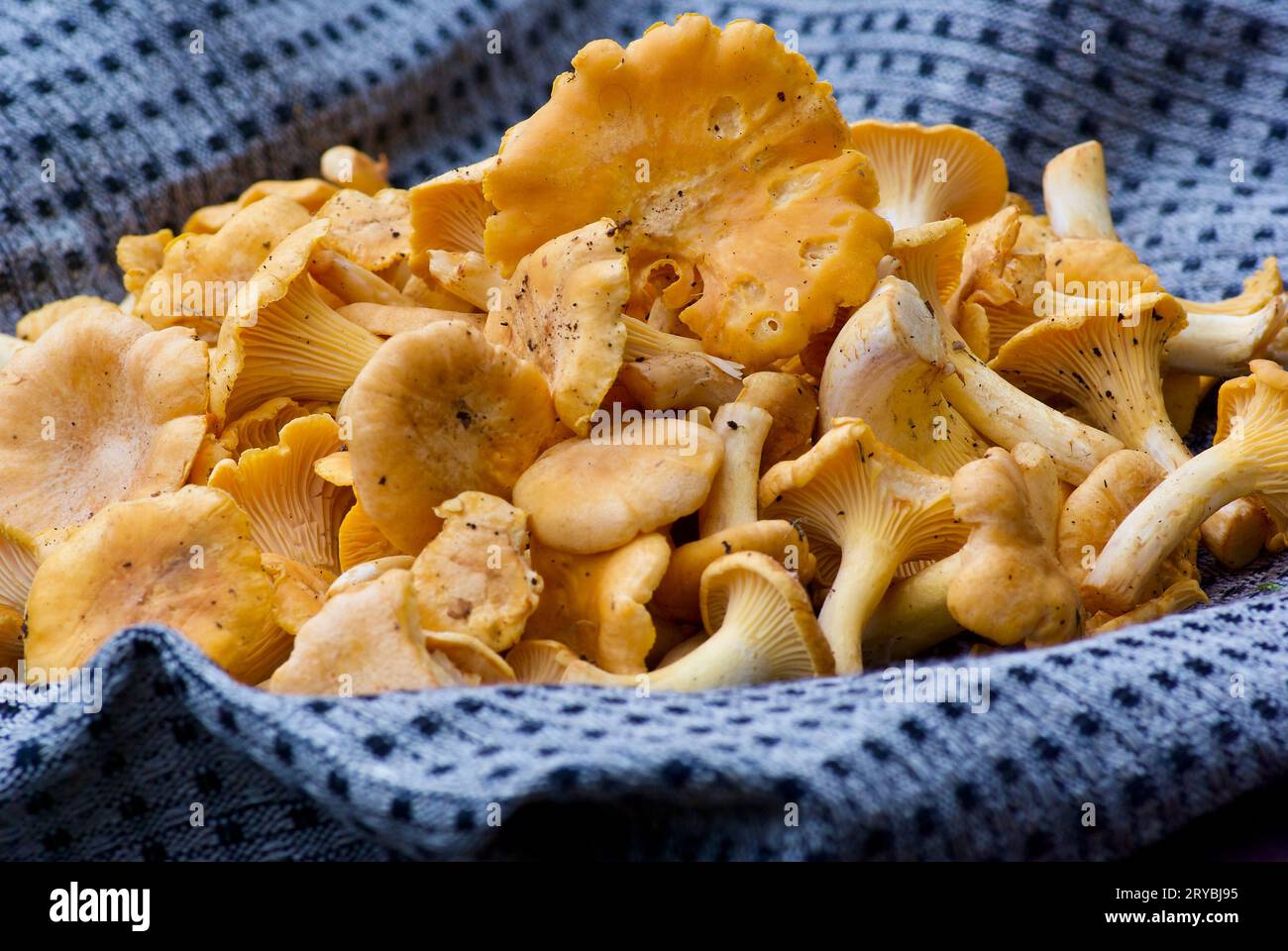 Heap of fresh newly picked golden chanterelles laid on grey linen cloth ...