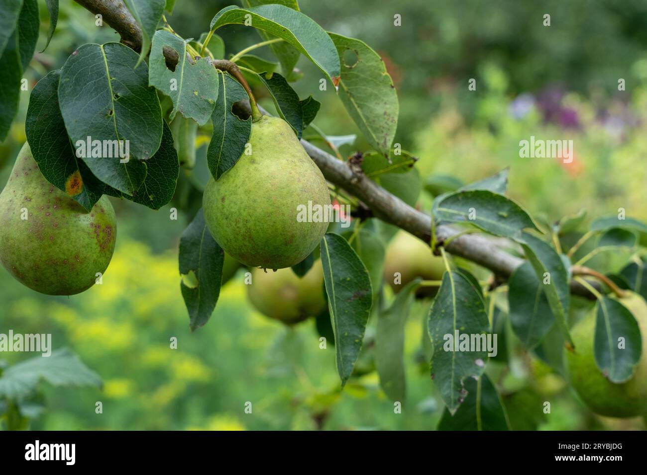 Fresh green pears hi-res stock photography and images - Alamy
