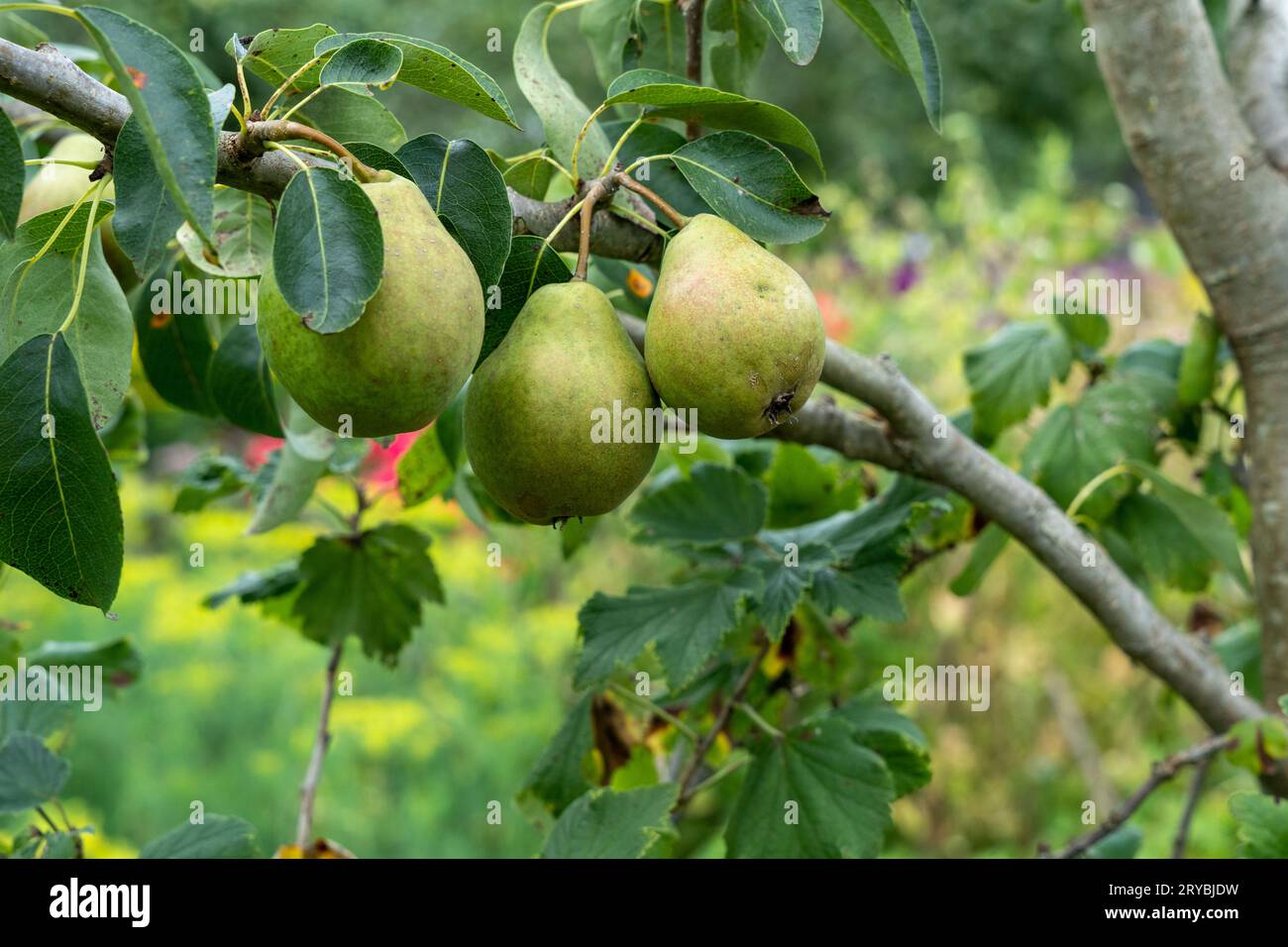 Fresh green pears hanging on branch Stock Photo - Alamy