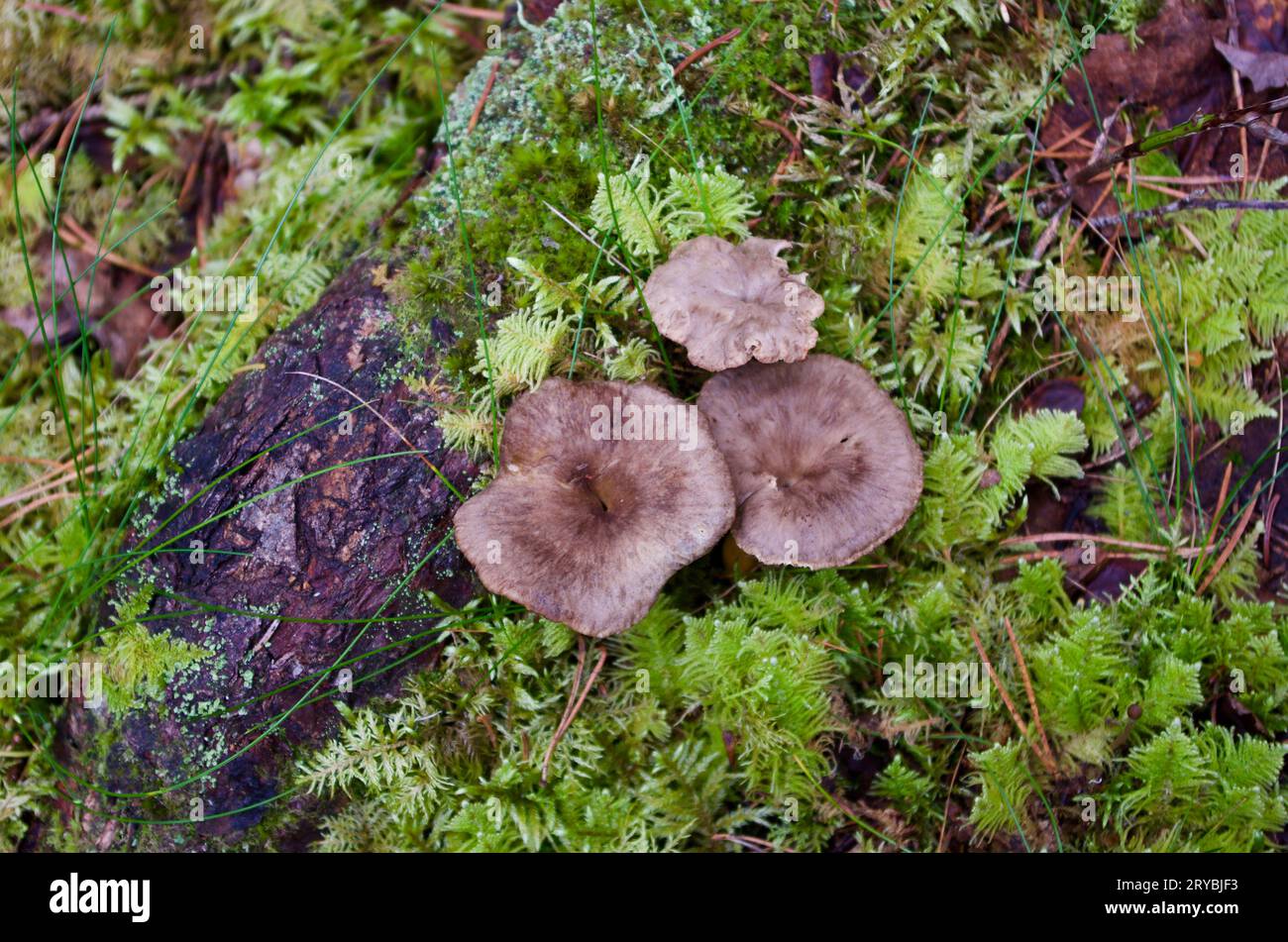 Brown funnel chanterelles growing in green moss with pine needles ...