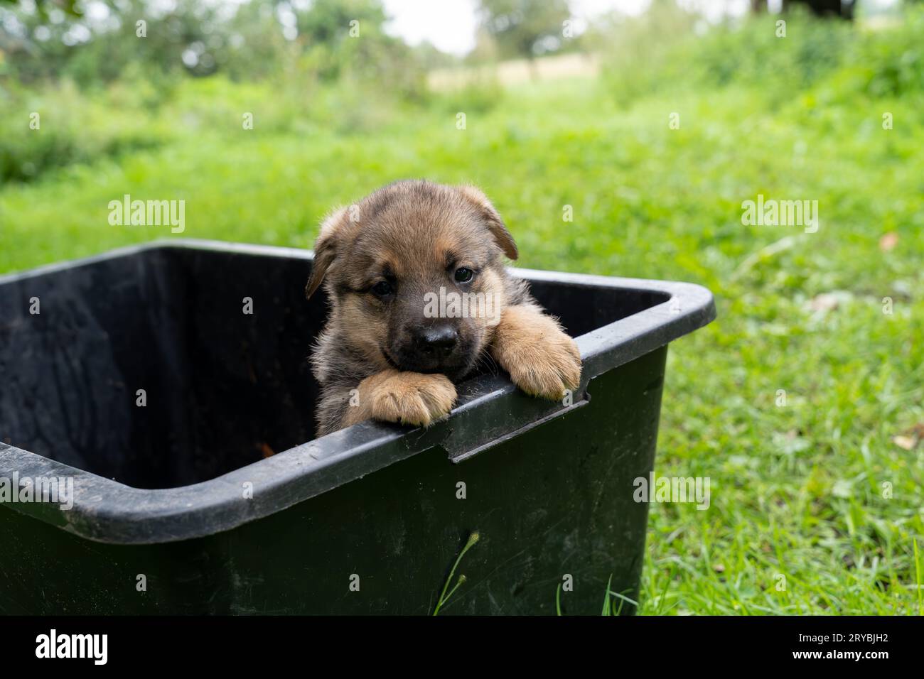 German Shepherd type a dog puppy in black box Stock Photo - Alamy