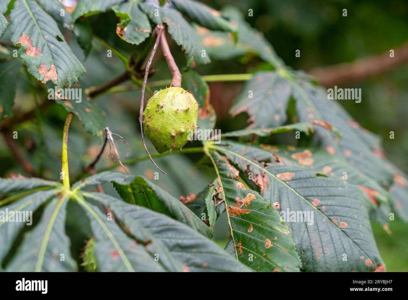 Horse chestnut (Aesculus hippocastanum) conker shell hanging from tree ...