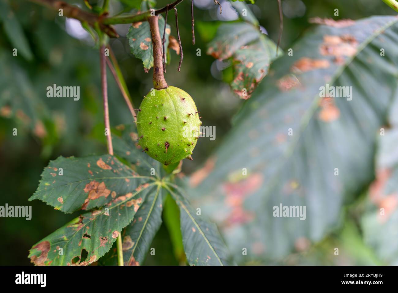 Horse chestnut (Aesculus hippocastanum) conker shell hanging from tree ...