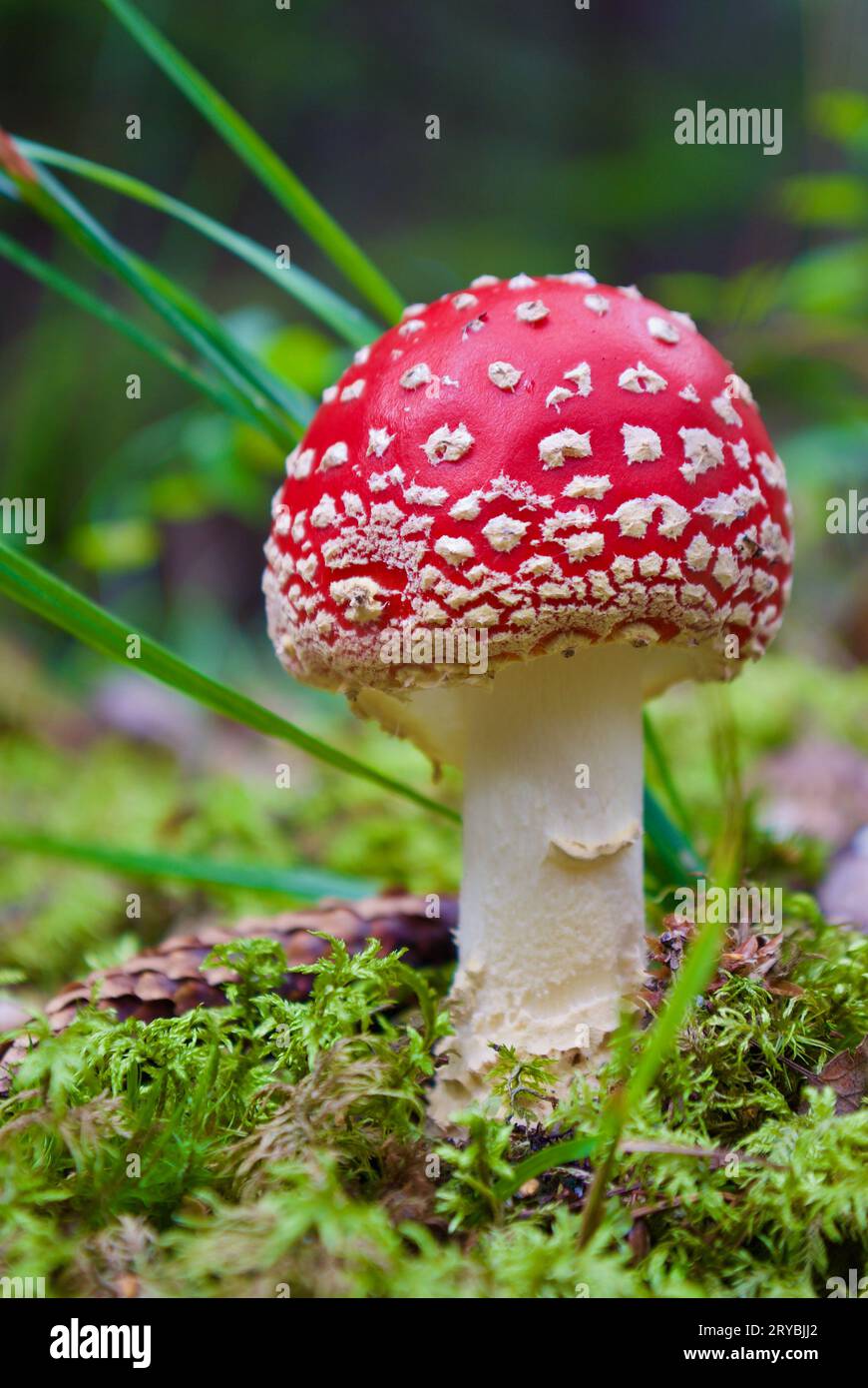Red inedible mushroom growing hi-res stock photography and images - Alamy