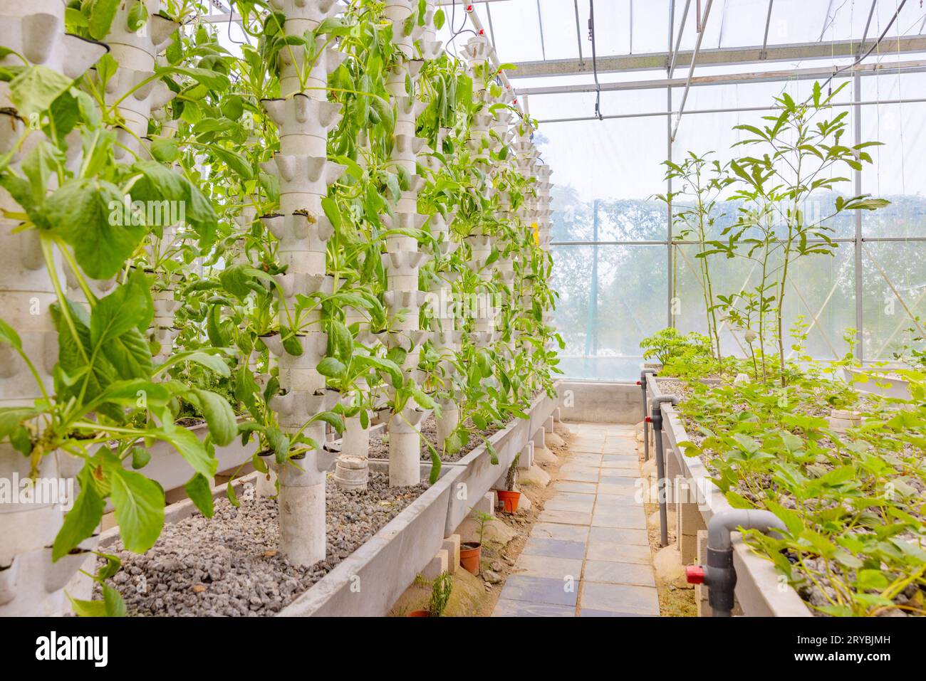 Green Plants in Hydroponic Vertical Columns in a Greenhouse Stock Photo ...