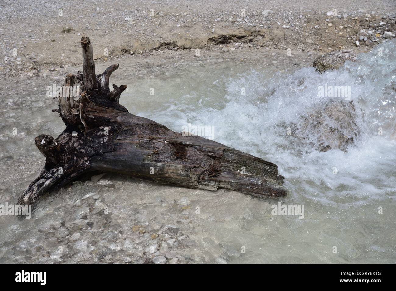 At the effluent stream of Lake Landro a tree trunk carried by the ...