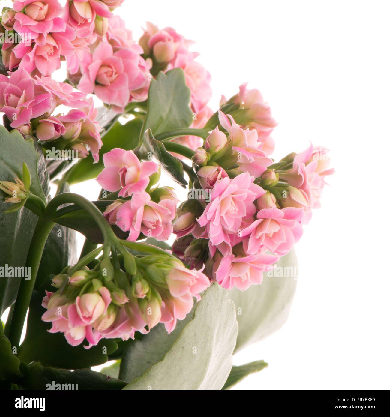Kalanchoe Calandiva flowers Stock Photo - Alamy