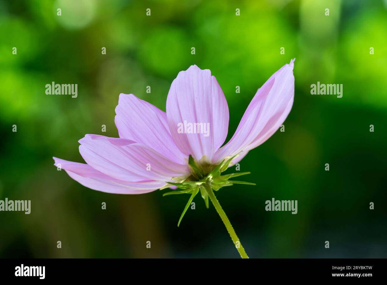 A beautiful, pink Cosmos flower, (Cosmos bipinnatus Stock Photo - Alamy