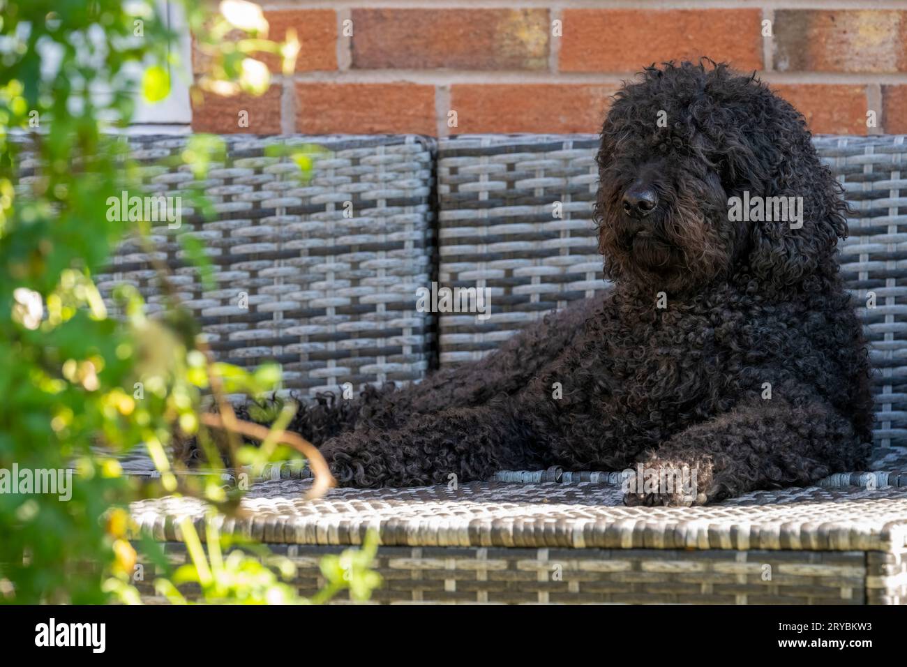 A beautiful, curly haired, black Labradoodle dog, lying down on a ...