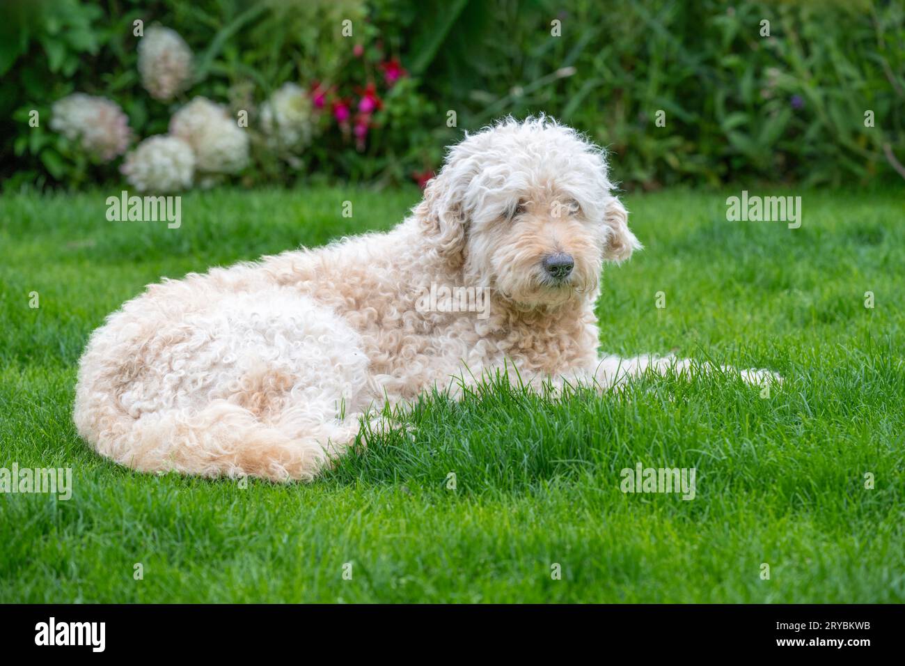 Cute and very hairy, beige coloured Labradoodle dog, lying on a grass ...