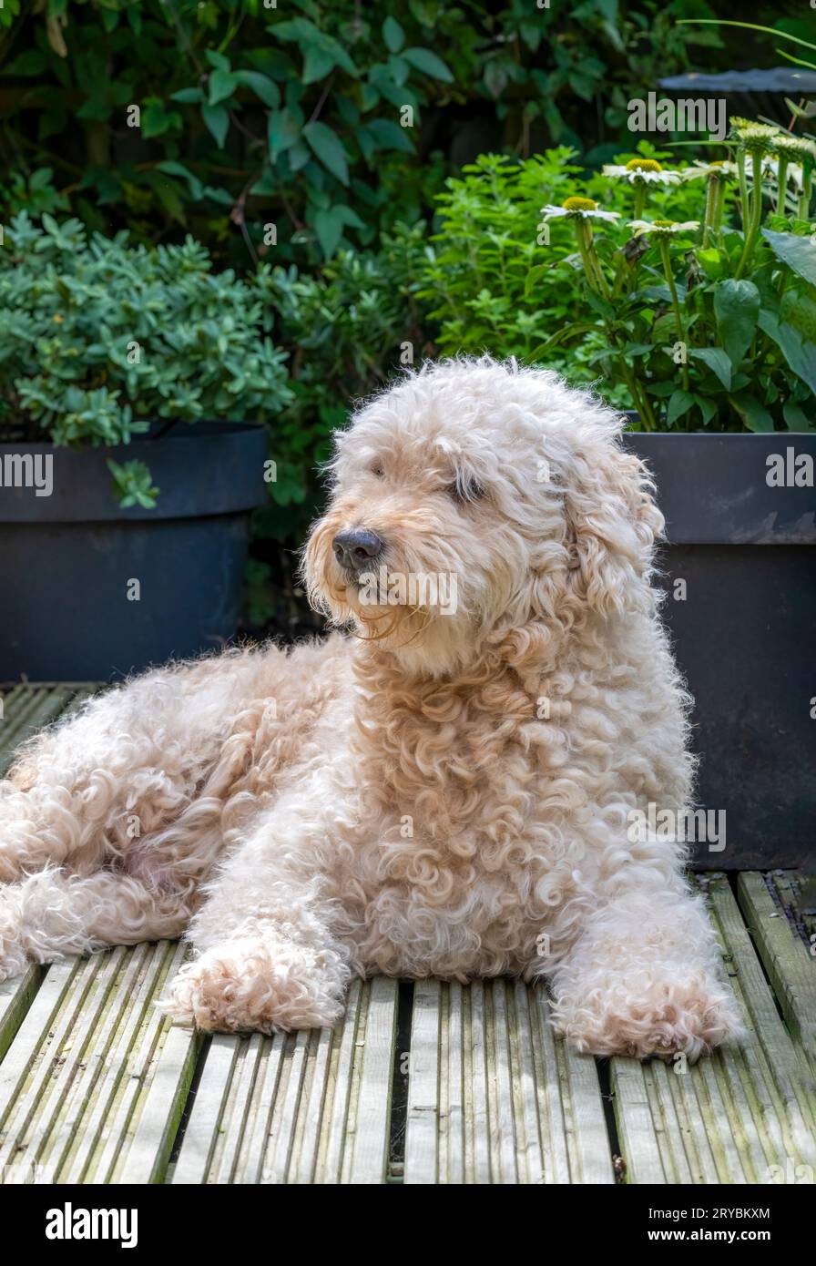 Cute and very hairy, beige coloured Labradoodle dog, lying on wooden ...