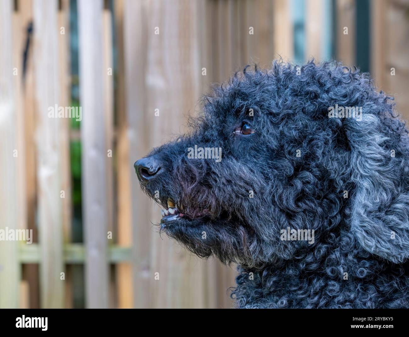 A beautiful, curly haired, black Labradoodle dog photographed in ...