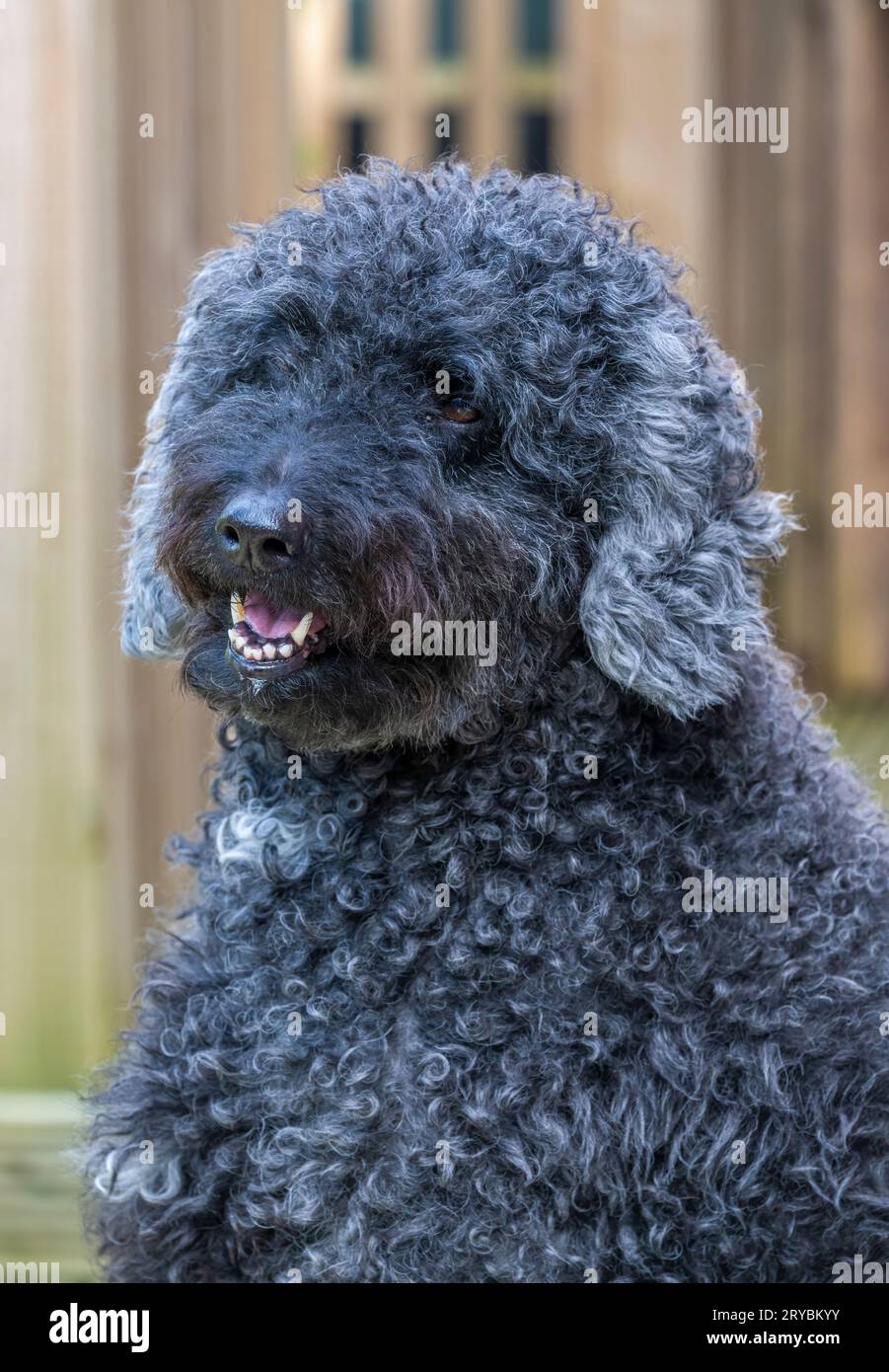 Black labradoodles hi-res stock photography and images - Alamy