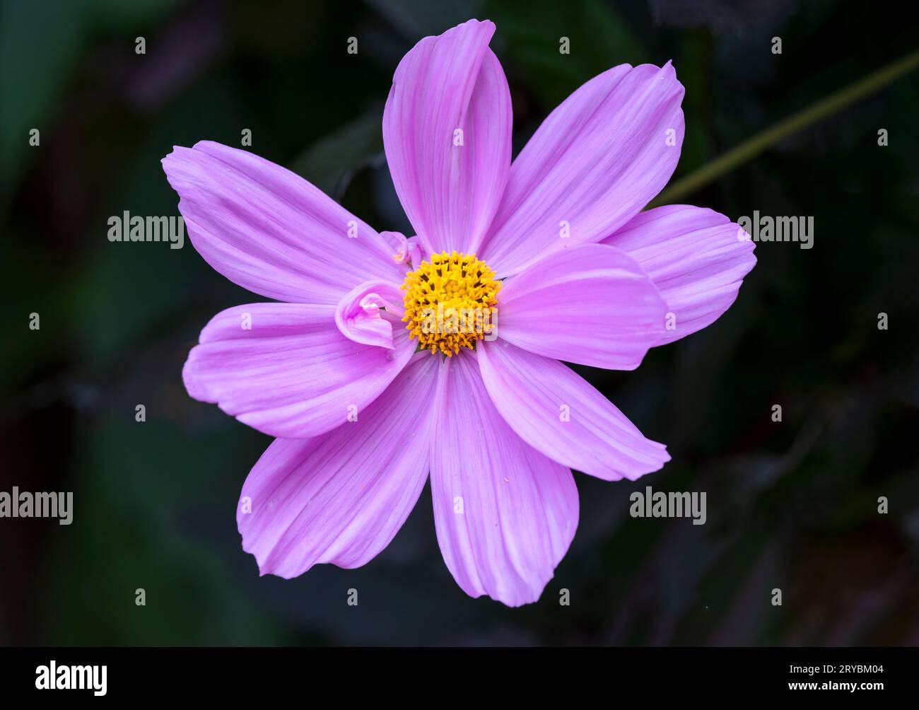 A beautiful, pink Cosmos flower, (Cosmos bipinnatus Stock Photo - Alamy