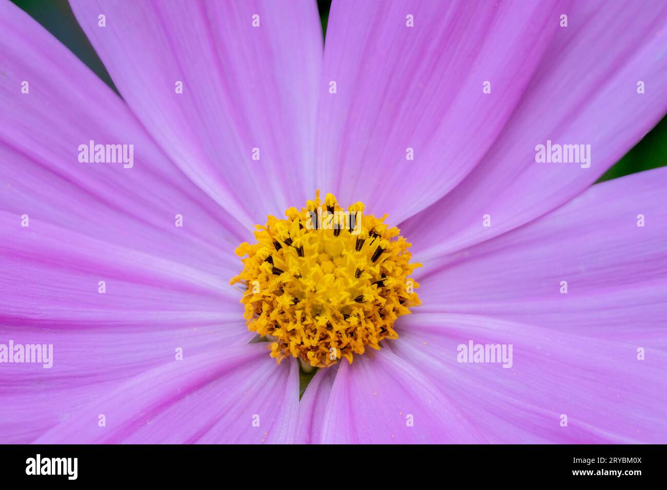 A beautiful, pink Cosmos flower, (Cosmos bipinnatus Stock Photo - Alamy