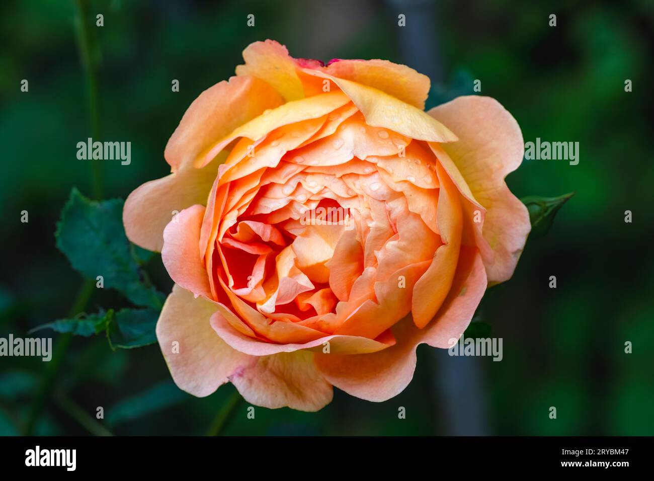 A close up of a beautiful orange Rose showing many layers of petals ...