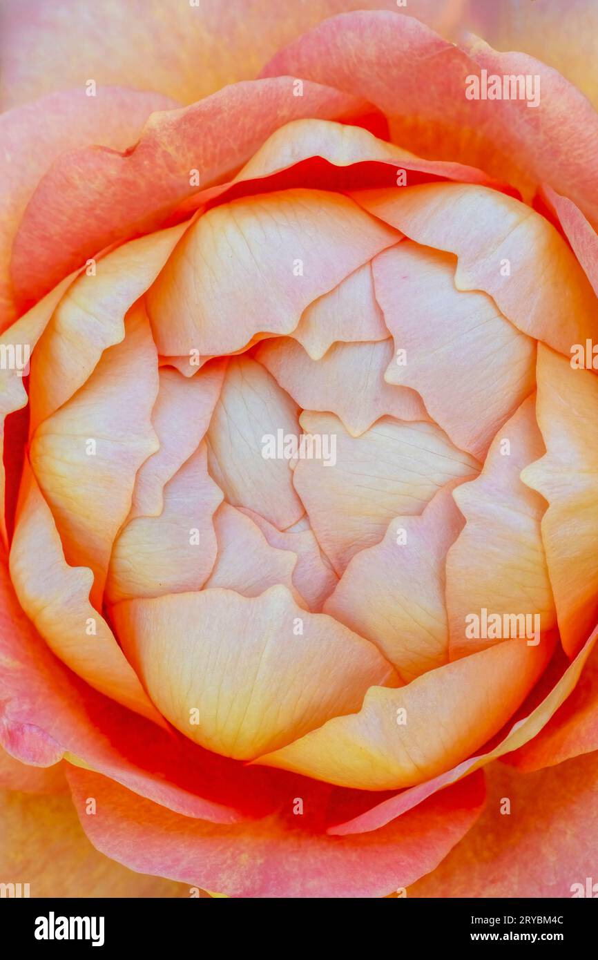 A close up of a beautiful orange Rose showing many layers of petals ...