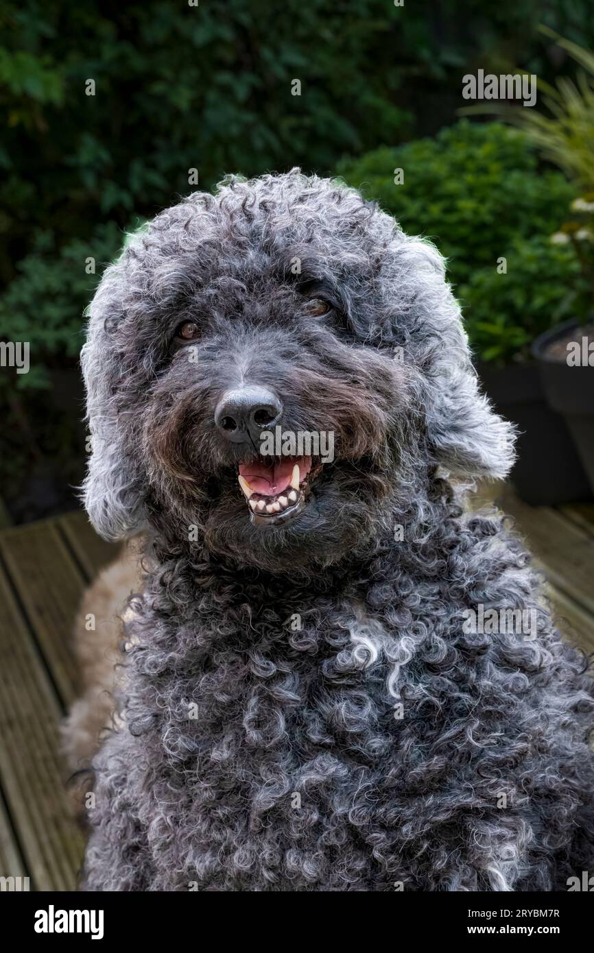 A beautiful, furry, black Labradoodle dog with mouth open and looking ...