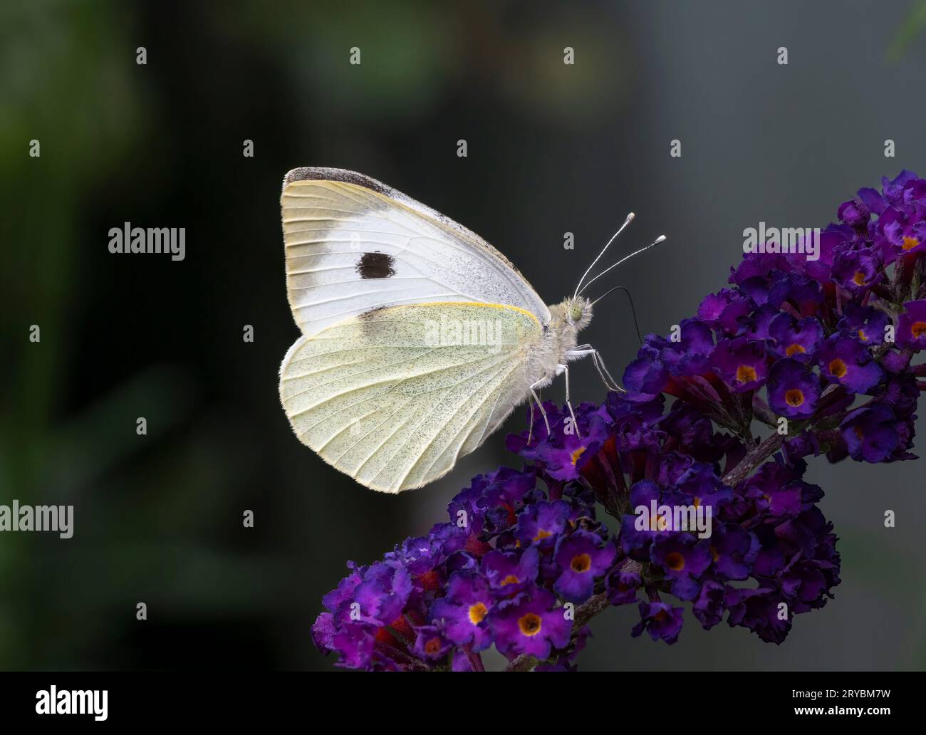 A close up of a female Small White butterfly, (Pieris rapae), feeding ...