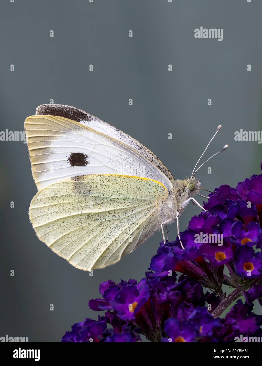 Female cabbage white butterfly hi-res stock photography and images - Alamy