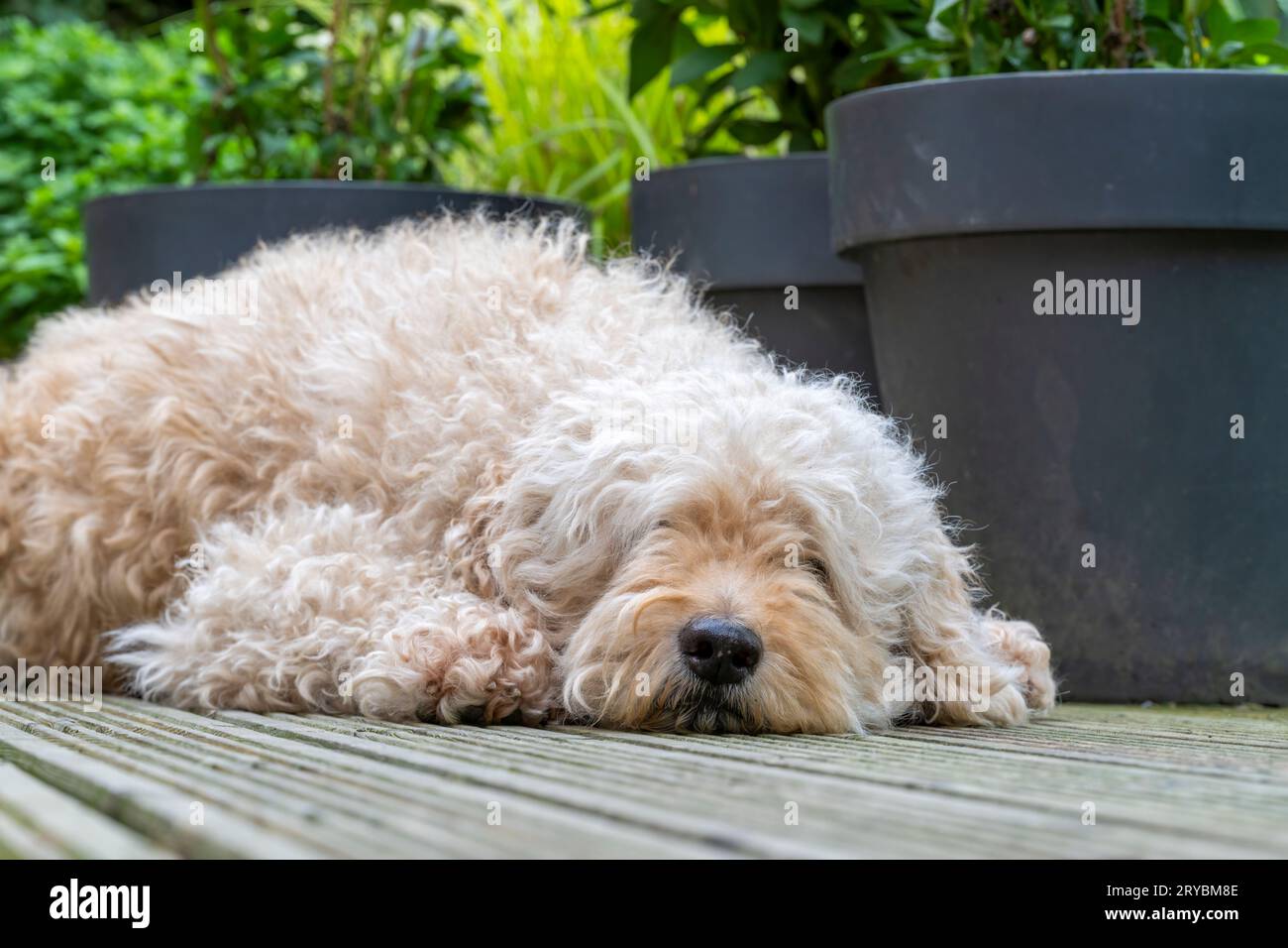 Cute and very hairy, beige coloured Labradoodle dog, lying on wooden ...