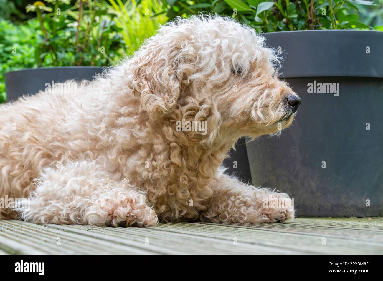 Cute and very hairy, beige coloured Labradoodle dog, lying on wooden ...
