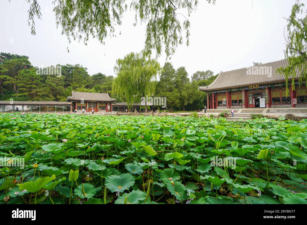 Beijing City, China - July 3, 2023: Summer Scenery of Summer Palace in ...