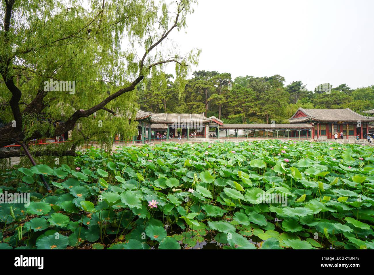 Beijing City, China - July 3, 2023: Summer Scenery of Summer Palace in ...