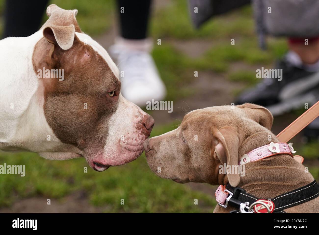 Xl bully hi-res stock photography and images - Alamy