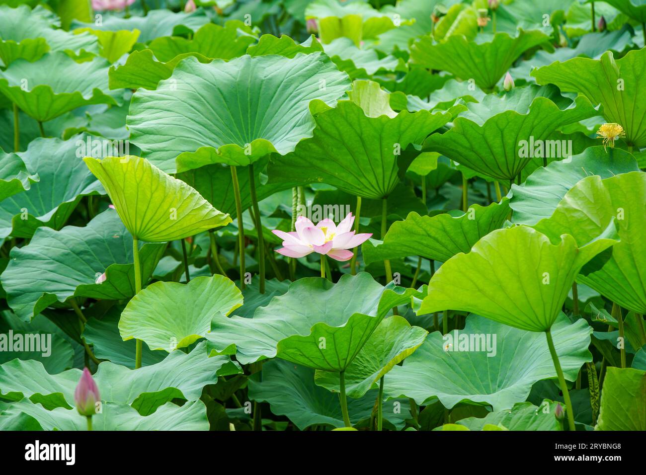 China beijing lotus plants hi-res stock photography and images - Alamy