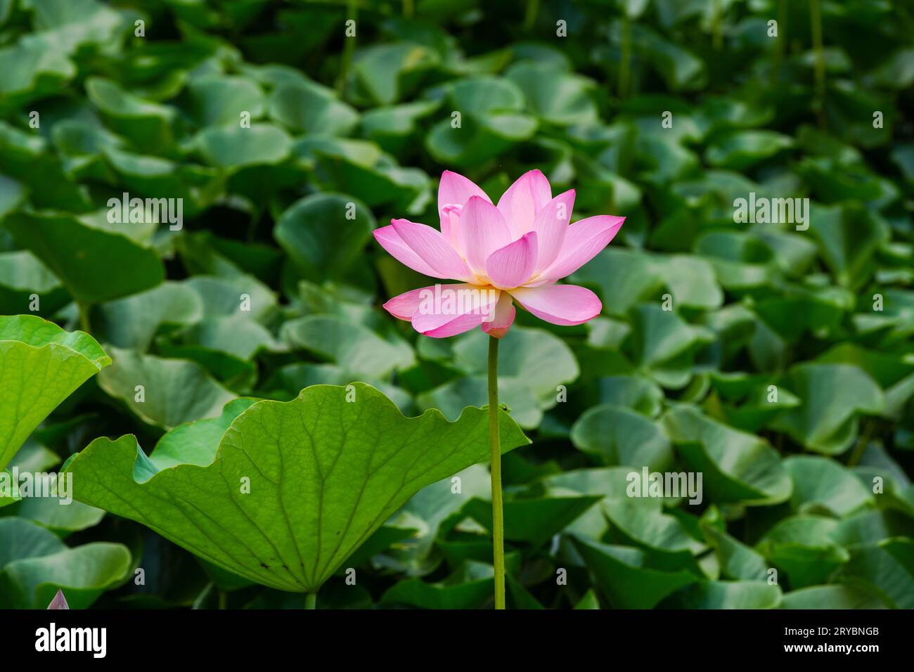 China beijing lotus plants hi-res stock photography and images - Alamy