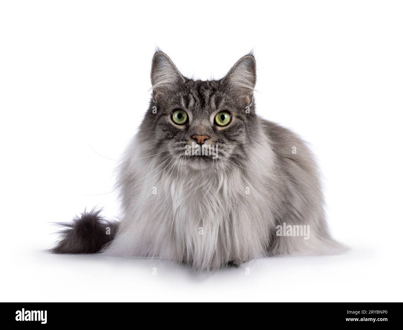 Majestic grey fluffy cat, laying down facing front. Looking towards ...