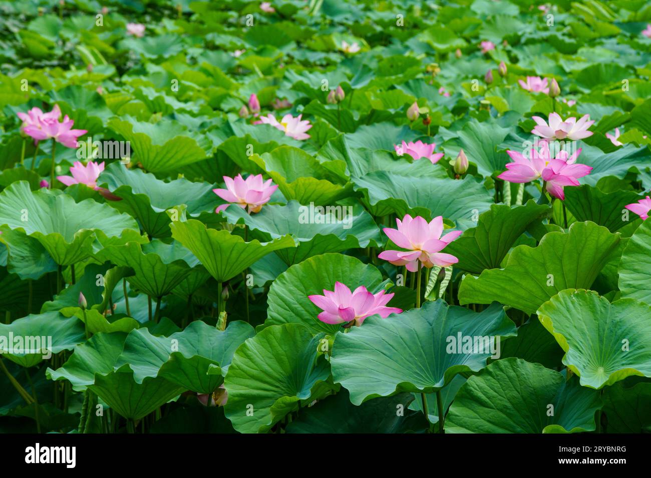 China beijing lotus plants hi-res stock photography and images - Alamy