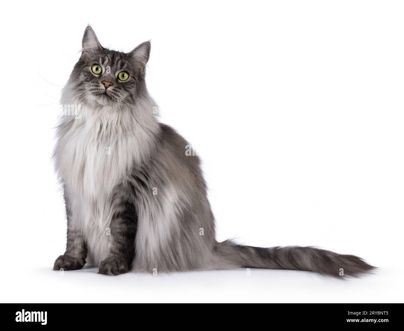 Majestic grey fluffy cat, sitting up side ways. Looking towards camera. Isolated on a white ...