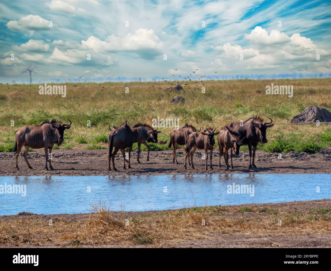 herd of thirsty wildebeest at the waterhole, tranquil savannah and ...